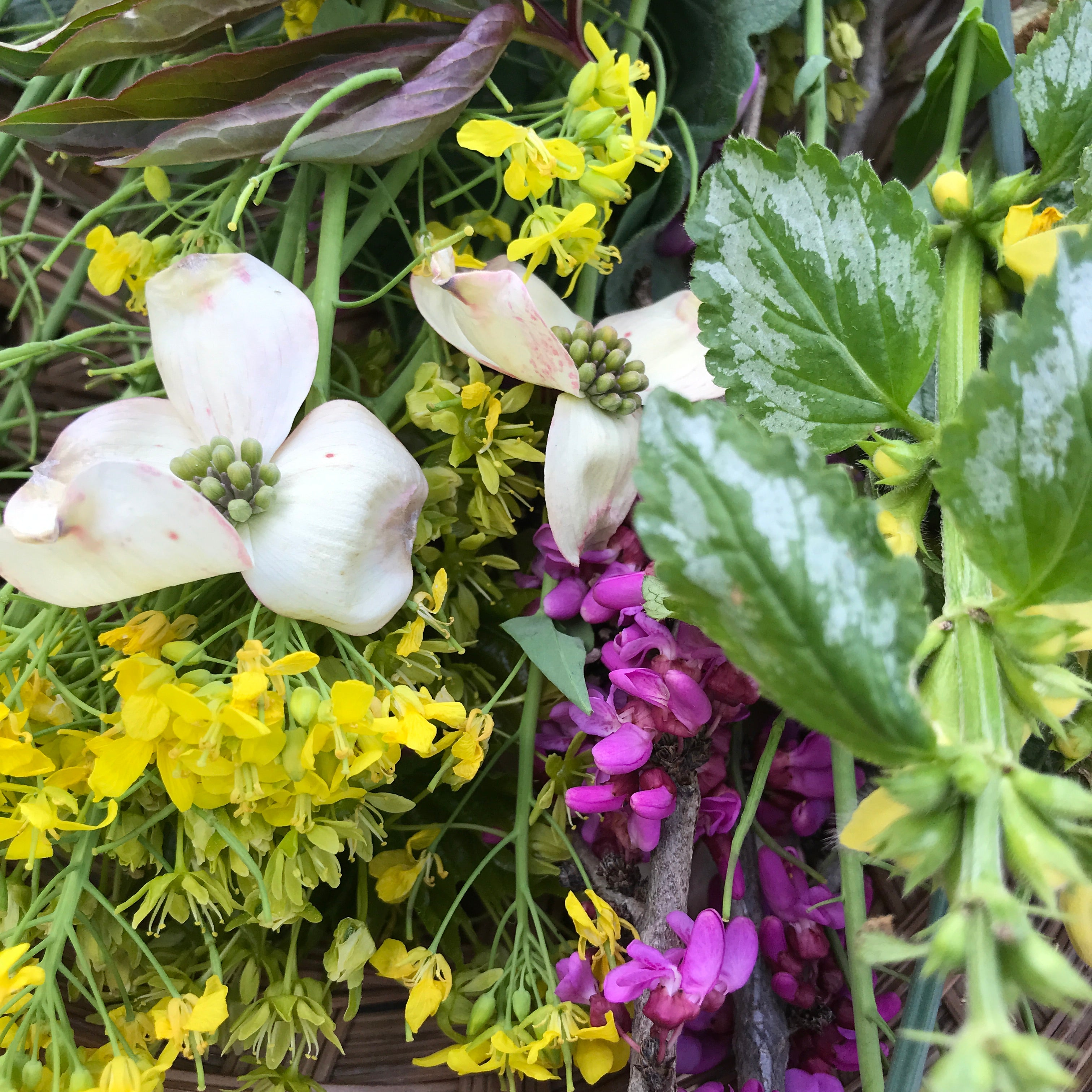 Gathering Dye Plants in Spring – Sarah Tremaine Design